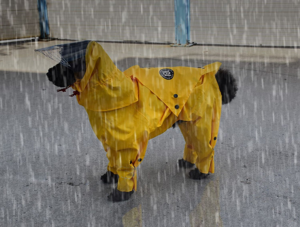 5 Compelling Reasons Your Dog Should Have a Raincoat – Zippy Dynamics ...